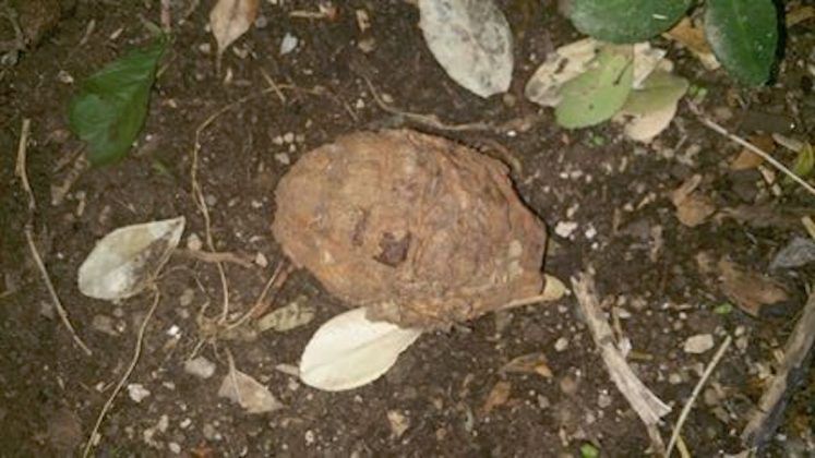 Bomba a mano della IIª Guerra Mondiale nel giardino: intervengono gli ...
