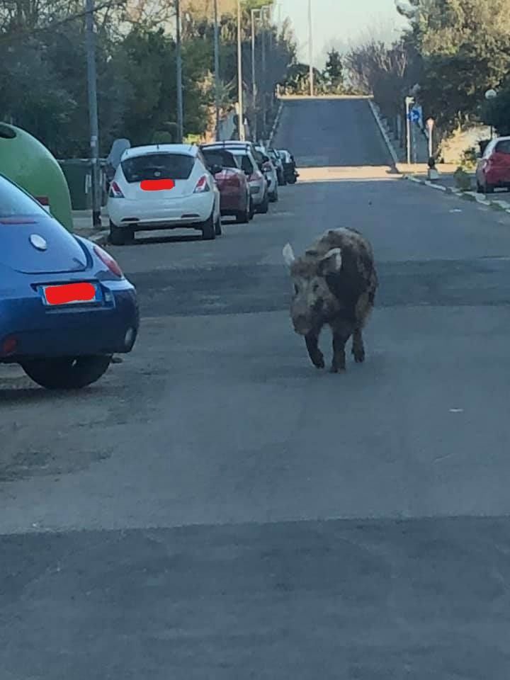 Roma, ancora cinghiali in strada: parte il tam-tam sui social network ...