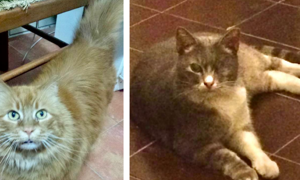Roma, traslocano dopo la morte della mamma e i gatti spariscono: l ...