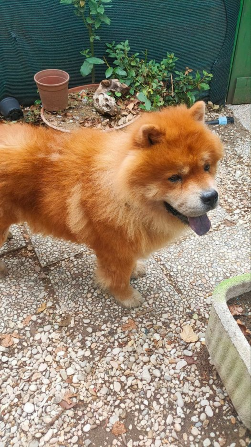 Il giocatore della Roma Karsdorp ritrova il suo cane grazie all'Enpa ...
