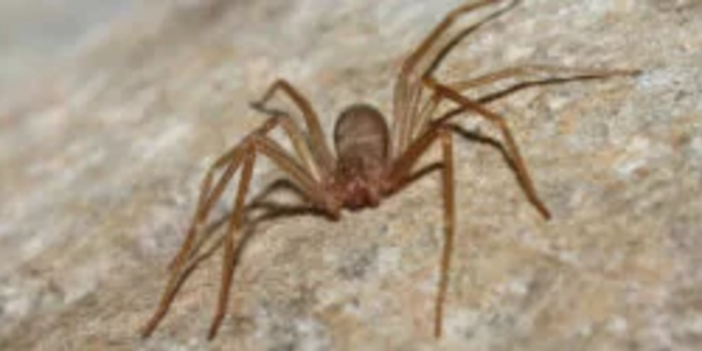 Ragno violino, è allarme a Roma: aumentano i casi, come 'difendersi'