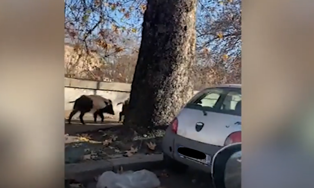 Roma, Emma D'Aquino rischia un incidente con un cinghiale sul Lungotevere
