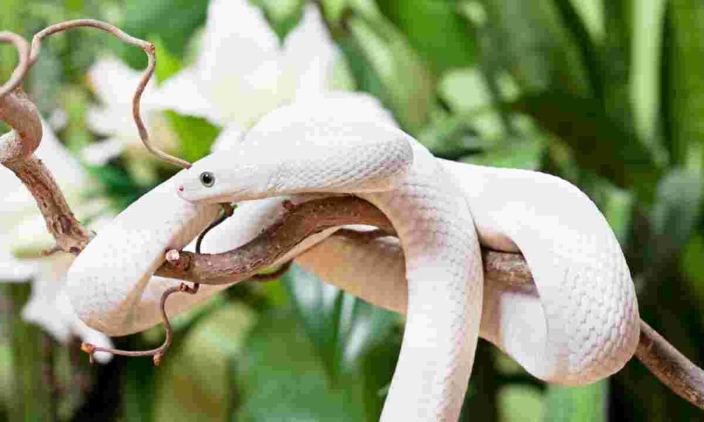 Serpenti a Roma, allarme a Torre Gaia: "Cinque esemplari nel giardino ...