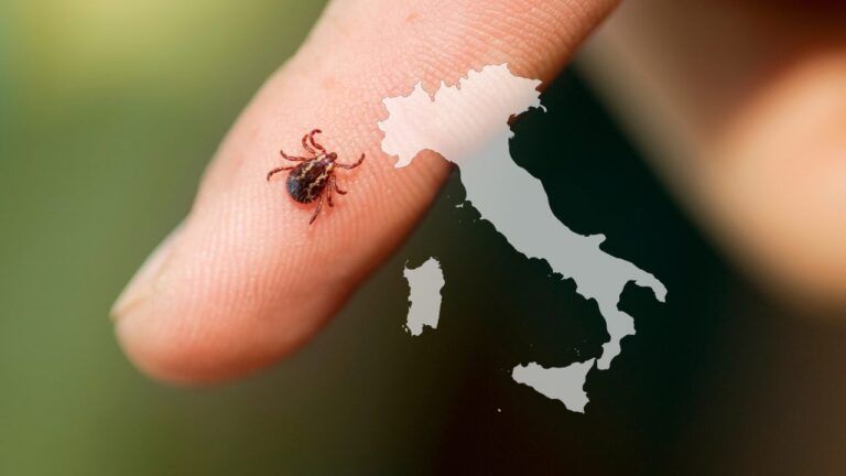 Zecche in Italia, quali sarebbero le zone più a rischio: si trovano ...