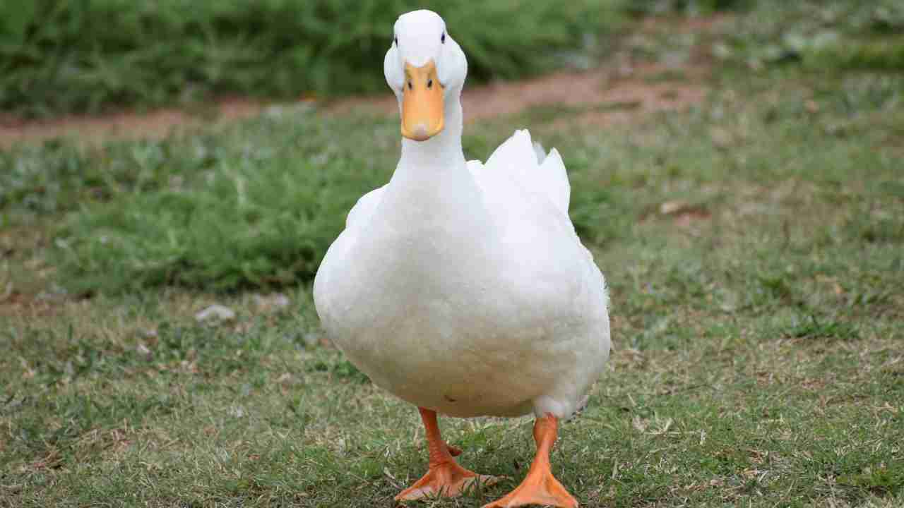 Roma: ‘Ho perso Paperino, aiutatemi a ritrovarlo’. Il disperato appello ...