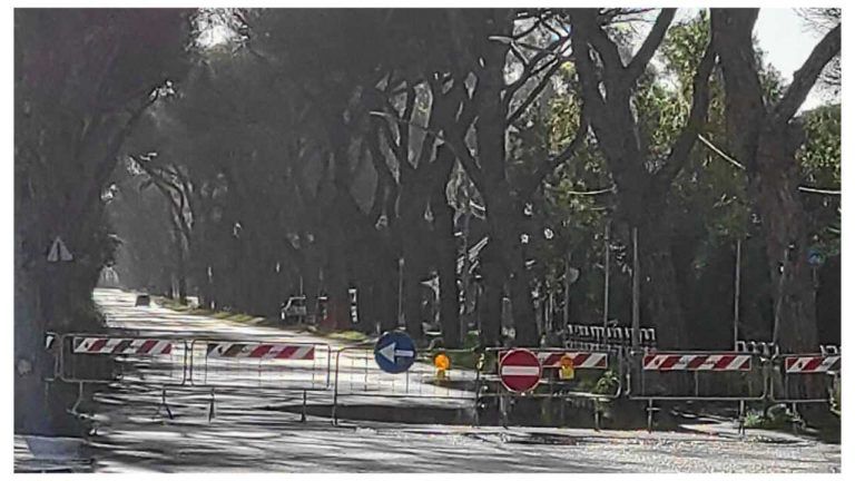 Emergenza alberi in X Municipio, in ritardo partono potature su ...